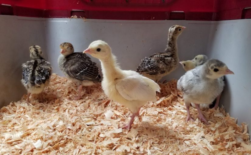 Raising Turkey Poults - Backyard Poultry